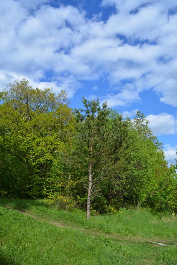 Summer Landscape with Path between Edge of Mixed Forest and Lawn with ...