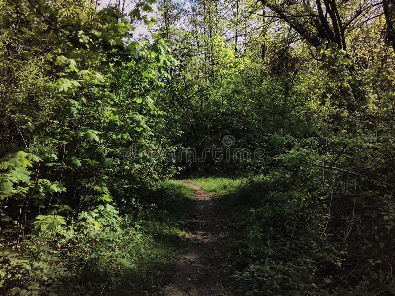 Path Running through the Forest Stock Photo - Image of autumn, path ...