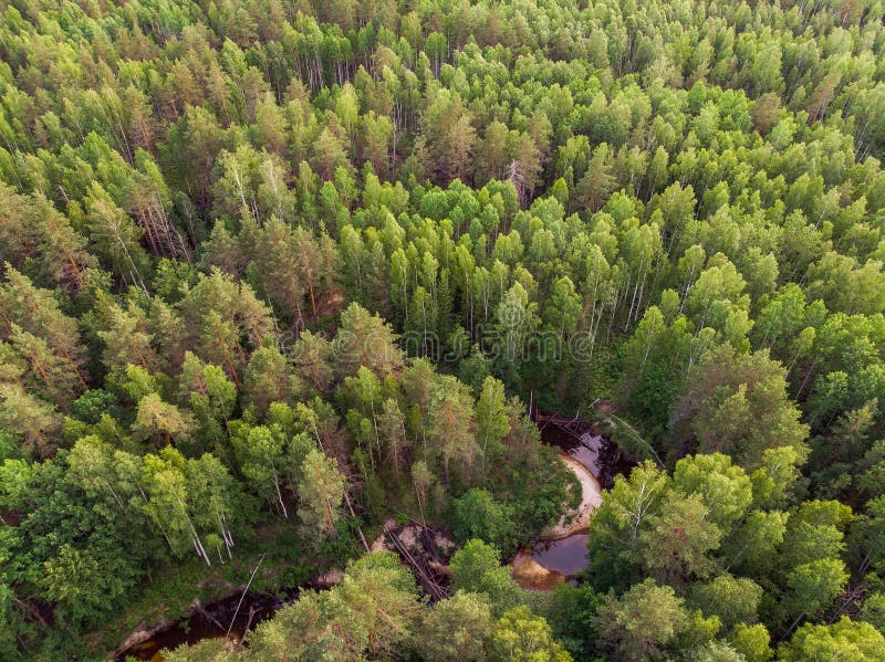 Summer Landscape with a Pine Forest and a River. Stock Image - Image of ...