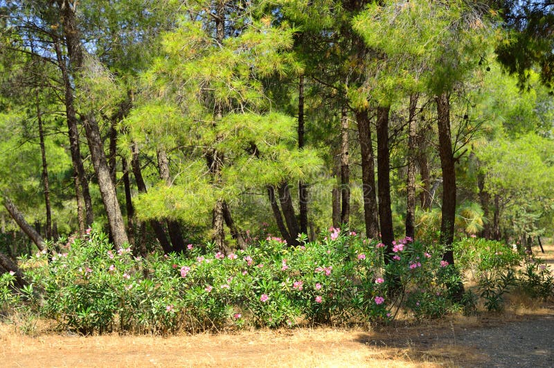 Summer Landscape with Pine Trees, Greece. Stock Photo - Image of park ...