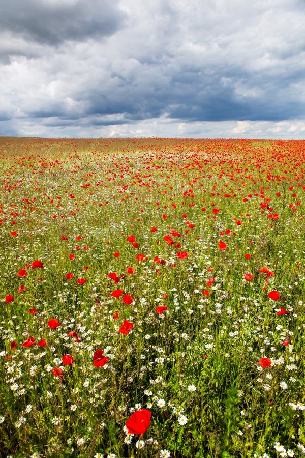 Summer Landscape with Poppies in Denmark Stock Image - Image of tree ...