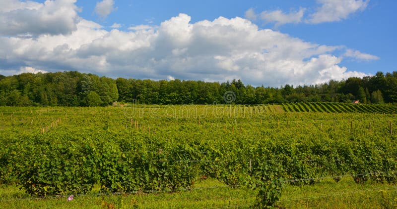 Summer landscape stock photo. Image of canada, beauty - 98115072