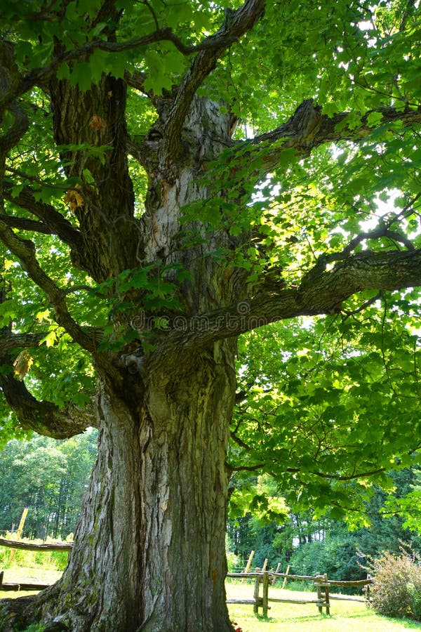 Summer landscape stock photo. Image of grass, color, blossom - 98115244