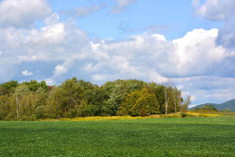 Summer landscape stock photo. Image of blooming, gold - 98773496
