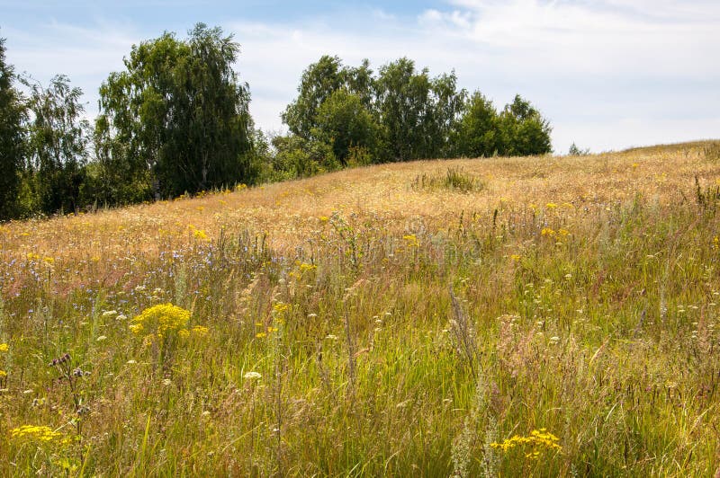 Summer Landscape, Ravine, Grass Sedge, Mixed Grass. Trees of Pine and ...