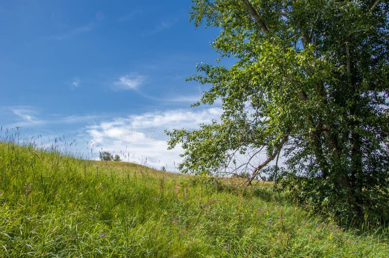 Summer Landscape, Ravine, Grass Sedge, Mixed Grass. Trees of Pine and ...