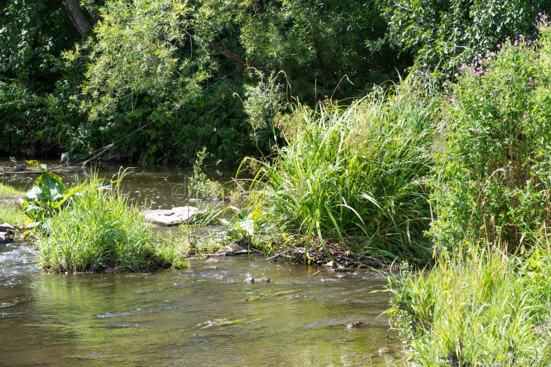 Summer Landscape, Ravine, Grass Sedge, Motley Grass. a Small River ...