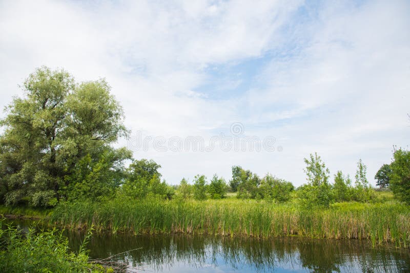 Summer Landscape on the River Bank Stock Image - Image of tranquil ...