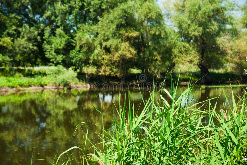 Summer Landscape on the River Bank Stock Image - Image of tranquil ...