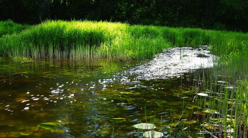 Summer Landscape on the River Sand Stock Image - Image of beauty ...
