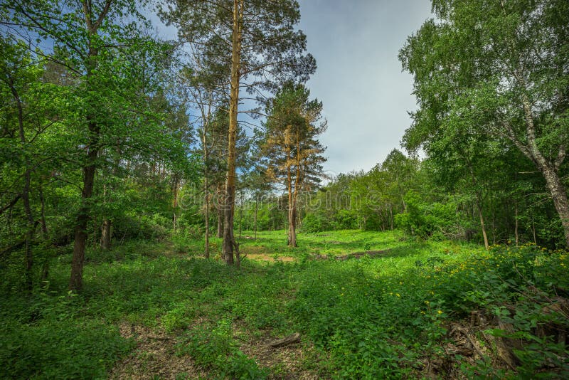 Summer Landscape in Rural Areas Stock Photo - Image of sunrise ...