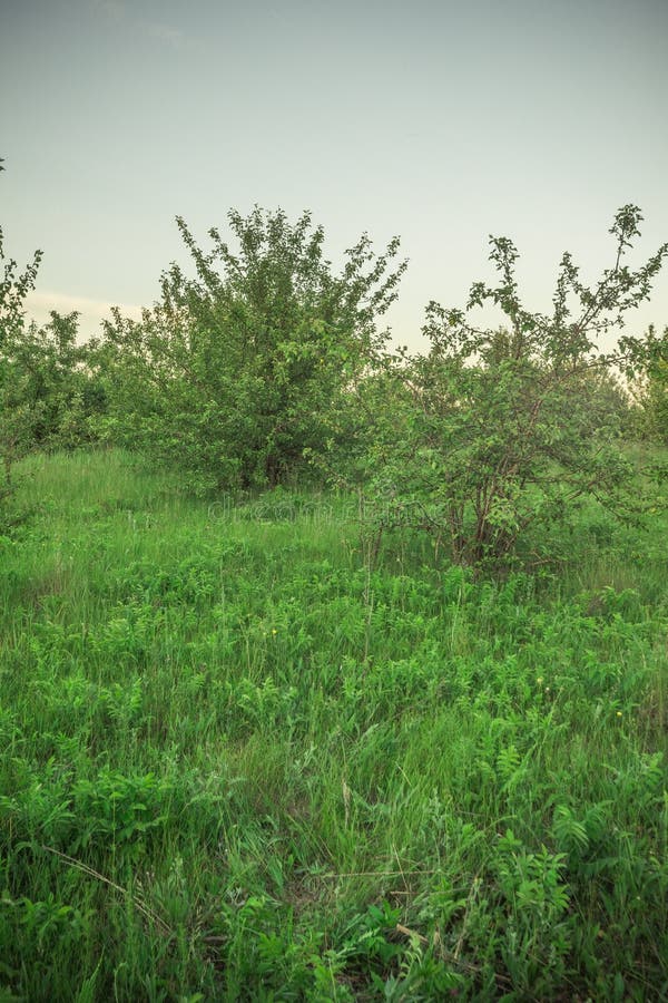 Summer Landscape in Rural Areas Stock Photo - Image of morning, grass ...