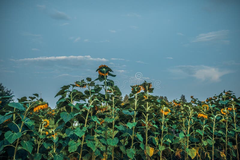 Summer Landscape in Rural Areas Stock Image - Image of europe, kemnat ...