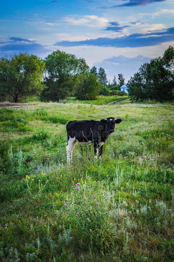 Summer Landscape in Rural Areas Stock Image - Image of grain, hiking ...