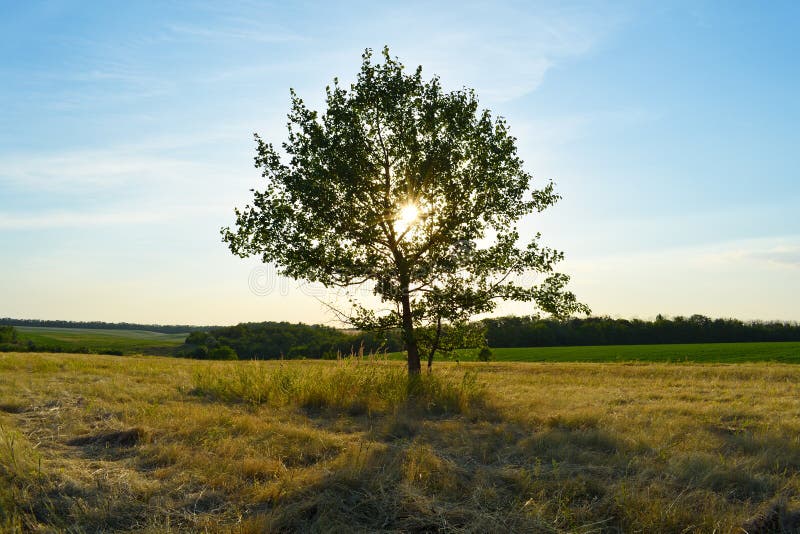 Summer Landscape with Shining Sun through Tree Stock Photo - Image of ...