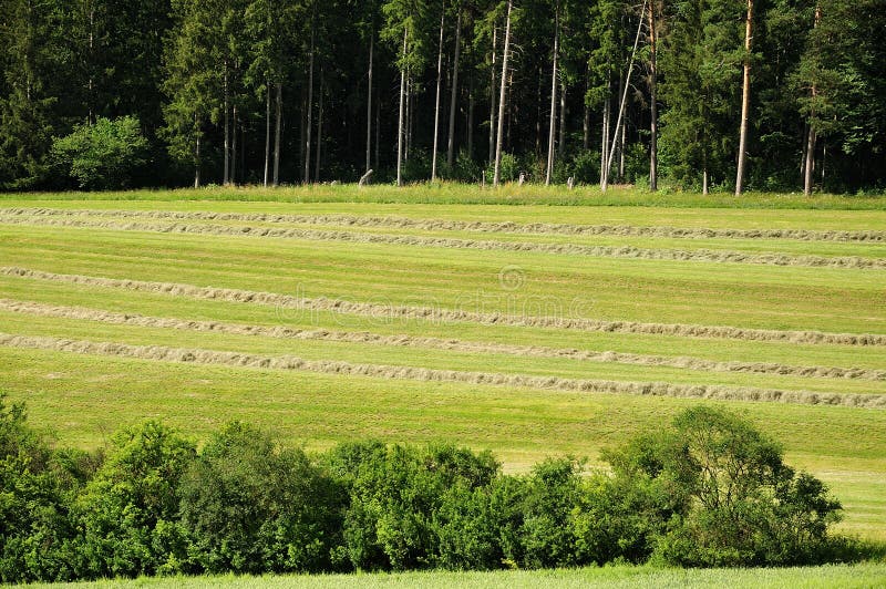Hay in Rows Drying on Meadow Stock Photo - Image of grass, green: 120064658