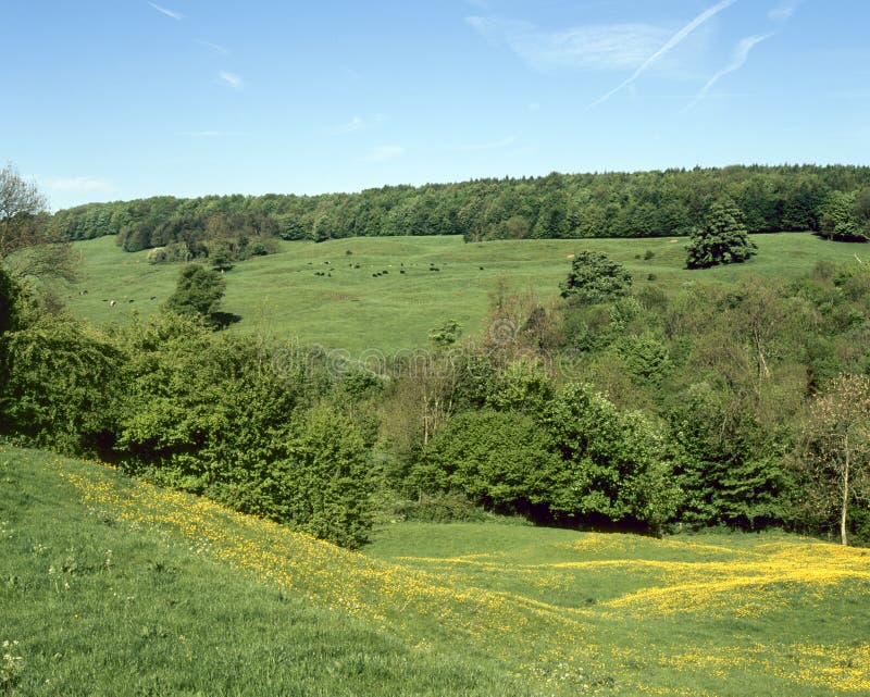 Summer landscape stock image. Image of green, field - 116335883