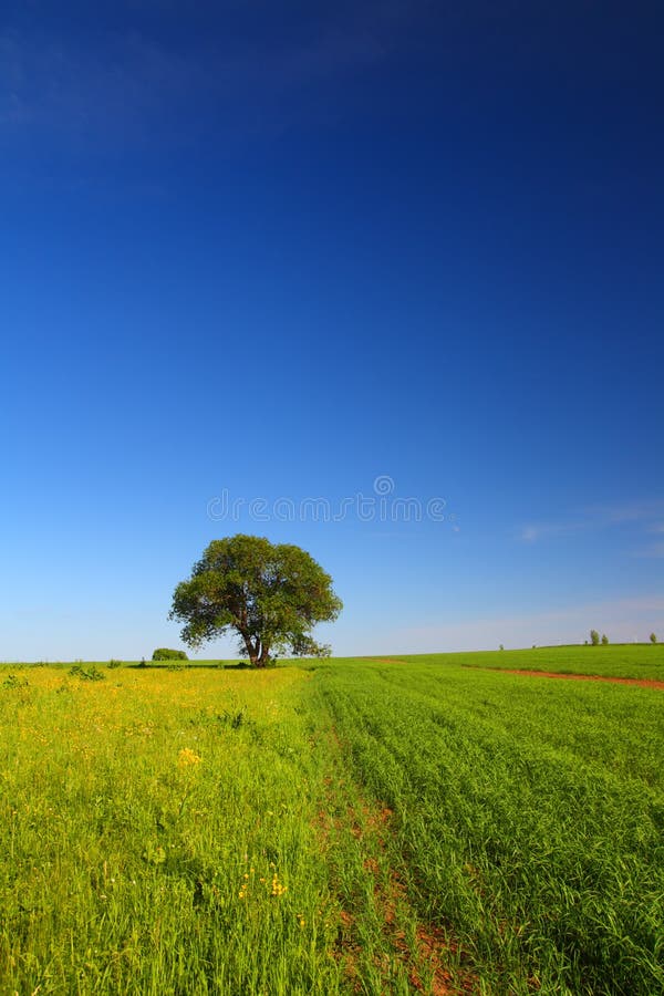 Summer Landscape With Single Tree Stock Image - Image of idyllic ...