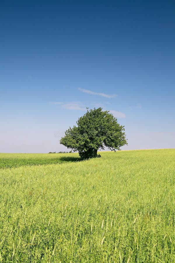 Summer Landscape. Single Tree on a Field Stock Image - Image of grass ...