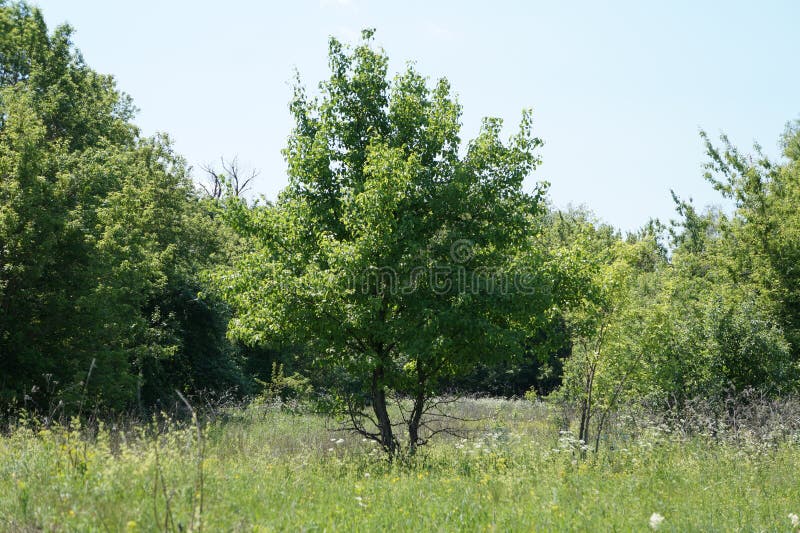 Summer landscape stock photo. Image of summer, botany - 55475848