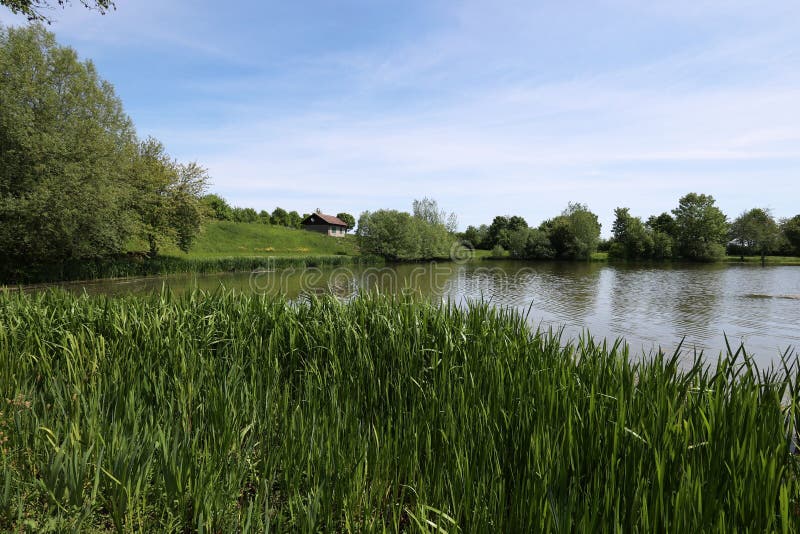 Summer Landscape. Small Lake with Green Shores Stock Photo - Image of ...