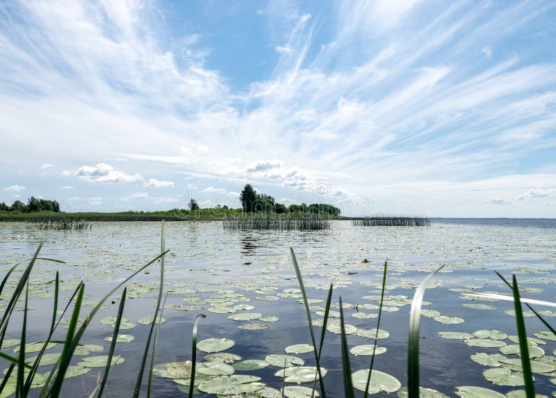 Summer Landscape with the Source of the River from the Lake, Beautiful ...