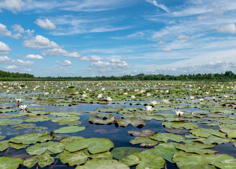 Landscape with the Source of the River from the Lake, Beautiful Clouds ...