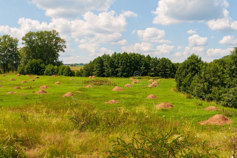 Summer Landscape. Stacks of Mowed Hay in the Meadow, Forest in the ...