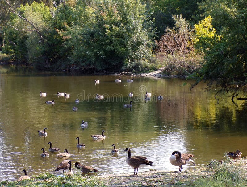 Summer Landscape stock image. Image of tree, goose, landscape - 335805651