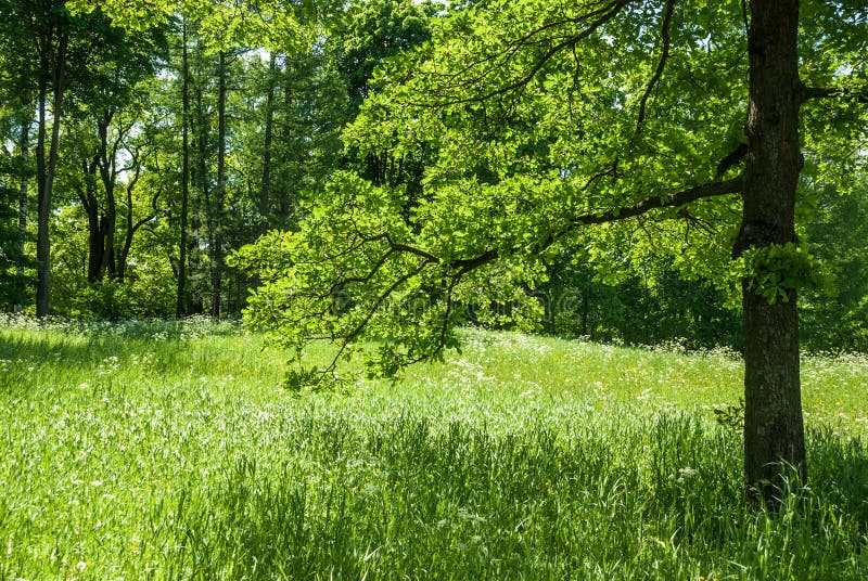 Forest Meadows stock photo. Image of meadows, forest - 143141700