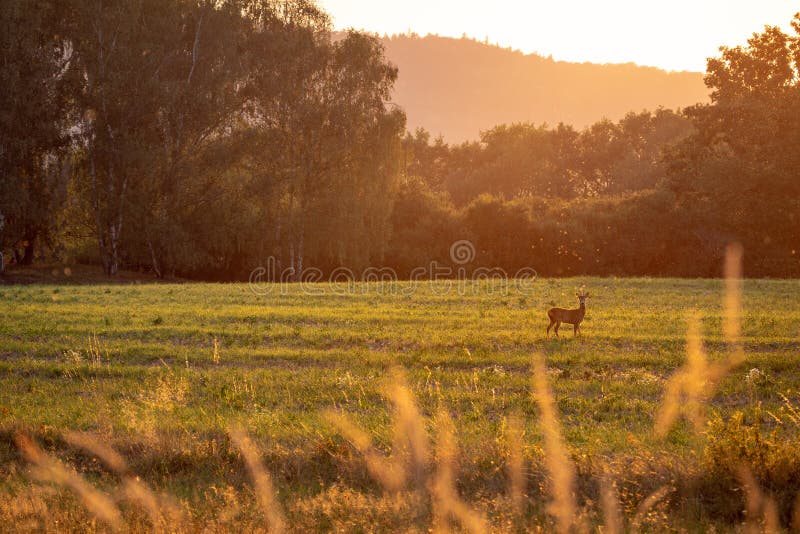Summer Landscape by Sunset with Deer. Stock Image - Image of light ...