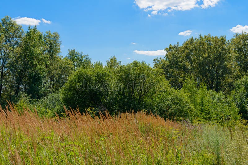 Landscape with Tall Grass in the Meadow in Front of the Forest Stock ...