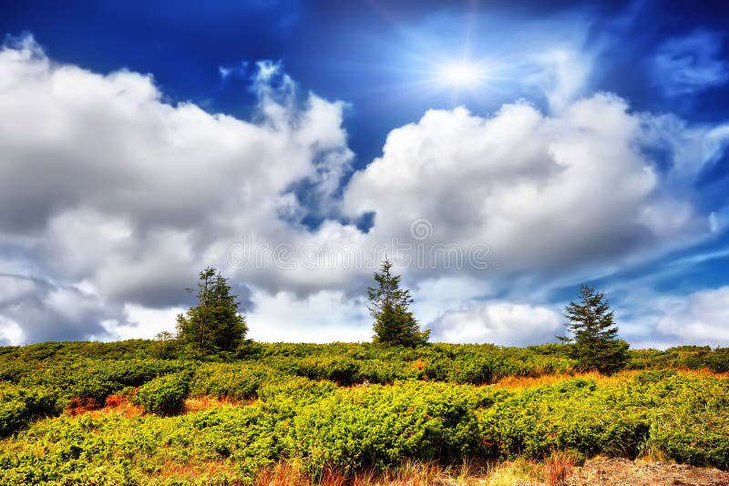 Summer Landscape with Three Trees and Blue Sky and Sun Stock Photo ...