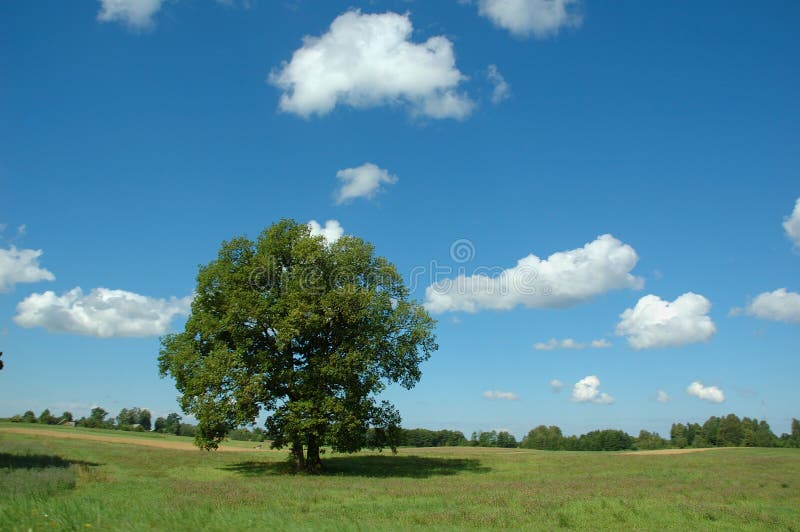 Summer landscape with tree stock photo. Image of environment - 1102018