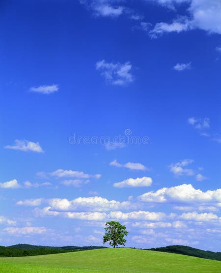 Summer Landscape with Tree stock image. Image of forested - 11524713