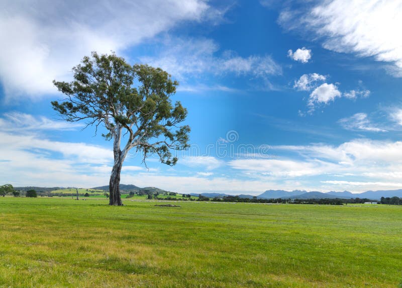 Summer landscape tree stock image. Image of grampians - 20763515