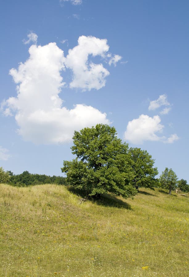 Summer landscape. Tree stock image. Image of countryside - 68565419