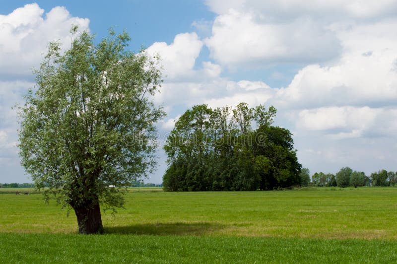 Summer landscape tree stock photo. Image of grass, green - 58972076