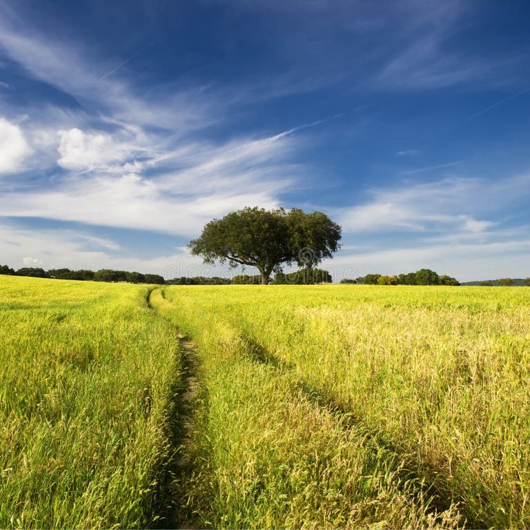 Summer Landscape with Tree and Path Stock Image - Image of agriculture ...