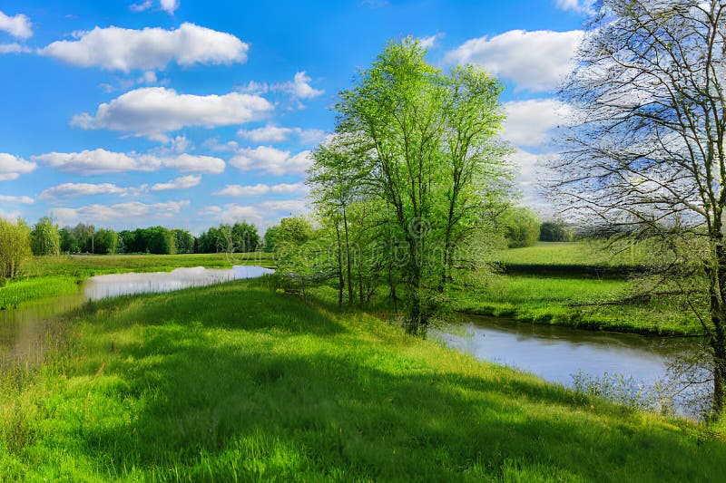 Summer Landscape with Tree and River Stock Image - Image of scenery ...