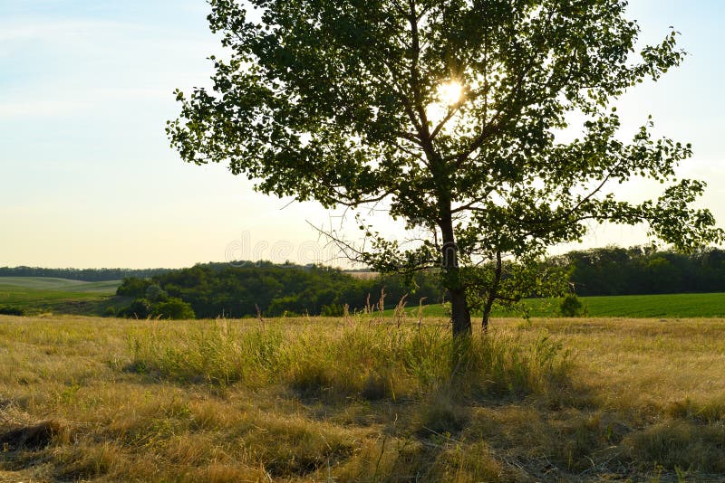 Summer landscape with tree stock photo. Image of rural - 119882778