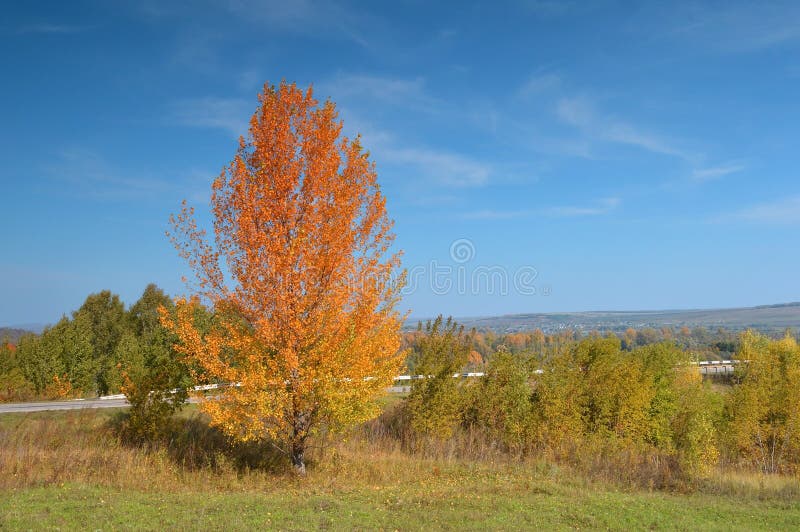 Summer Landscape with Trees Stock Image - Image of outdoor, forest ...