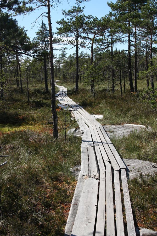 Landscape with a Walking Path of Boards. Stock Photo - Image of ...
