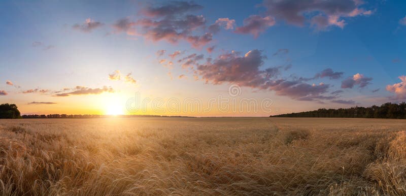 Summer Landscape of Wheat Crop Field Sunset. Panorama Stock Image ...