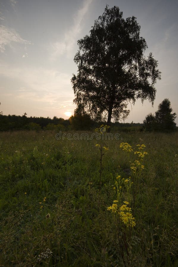 Summer Landscape with Wild Flowers and Tree Stock Image - Image of lush ...