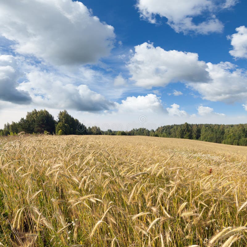 Summer Landscape with Yellow Field of Rye Stock Photo - Image of ...