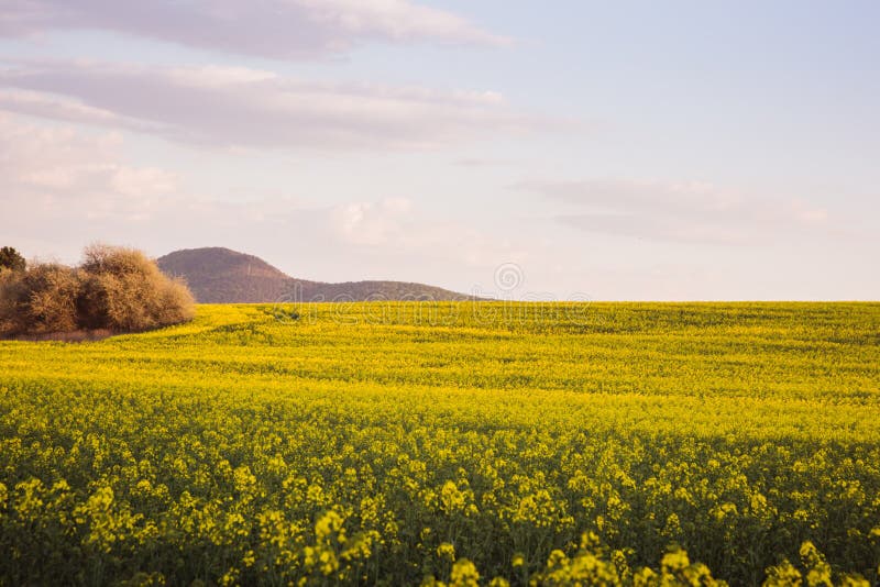 Summer Landscape with Yellow Field in Hungary Stock Image - Image of ...