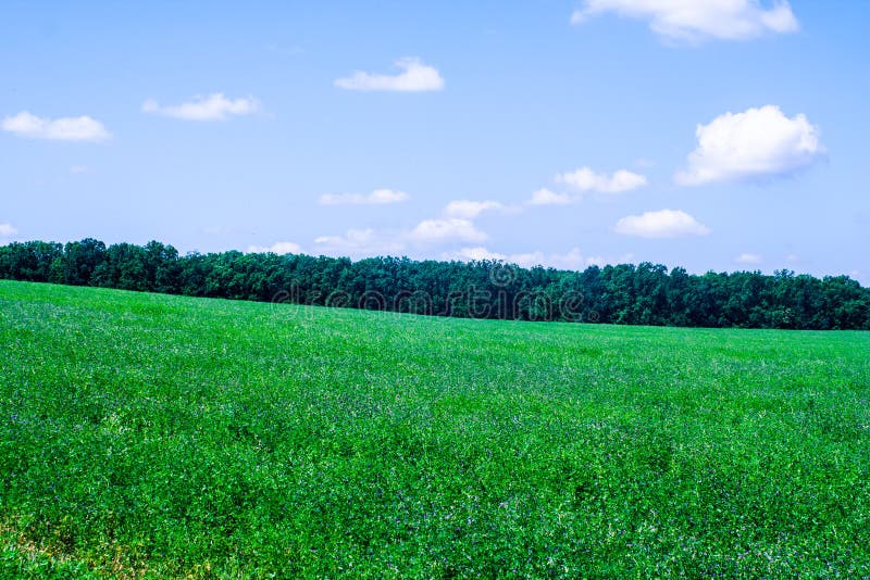 Summer large green glade stock photo. Image of lawn - 148341276