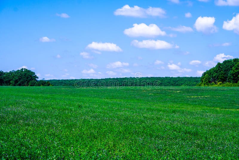 Summer large green glade stock image. Image of calm - 148341413