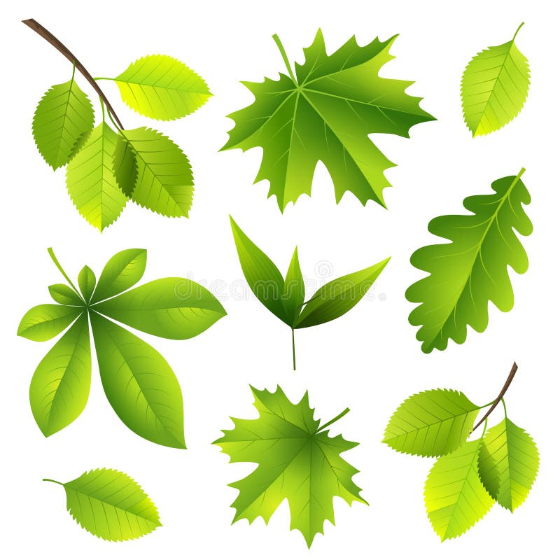 Summer leaves stock illustration. Illustration of summertime - 68991623